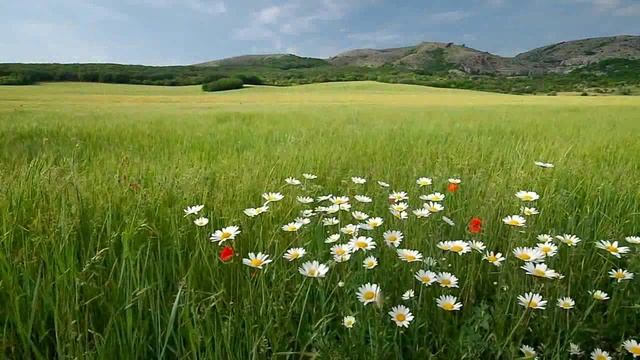 Пусть не коснётся нас беда (муз. и исполнение Л.Горцуевой, на стихи И. Чернецкая/ Л.Горцуева)