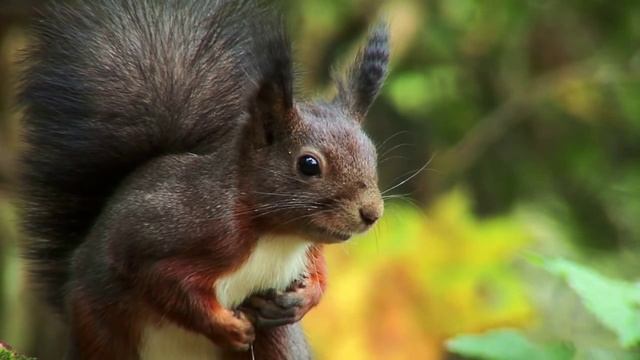 МИРНОЕ НЕБО (муз., сл. и исполнение Л.Горцуевой)