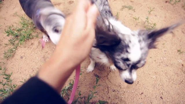 Вернулись в Россию! Новости от Догмамы 🐕✨