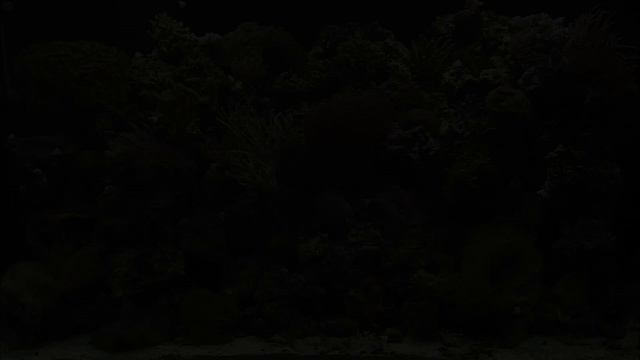 Экзотический аквариум с морской водой в формате 720p.