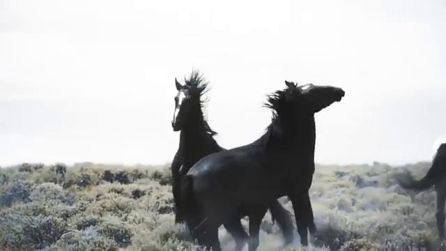 Поле ковровое. Поняги! Альбом «Один»