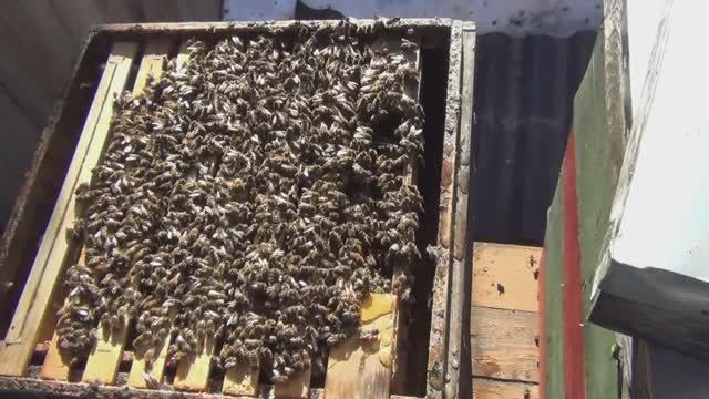 Дал чуток медовой сыты. Попытка облёта. Сюжет 3й