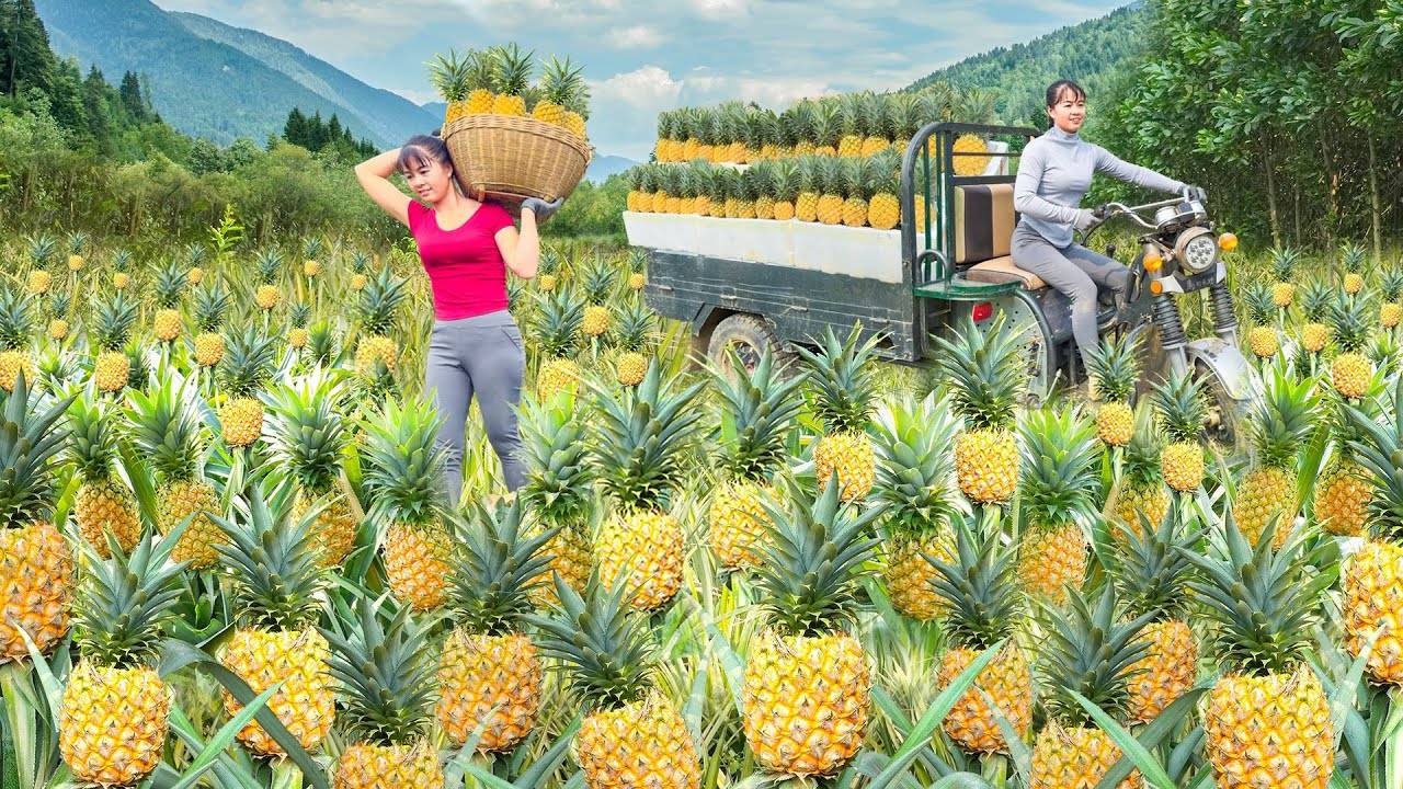 Неугомонная Колхозница из Вьетнама, сбор ананасов в огороде. Продаже урожая на сельском рынке.