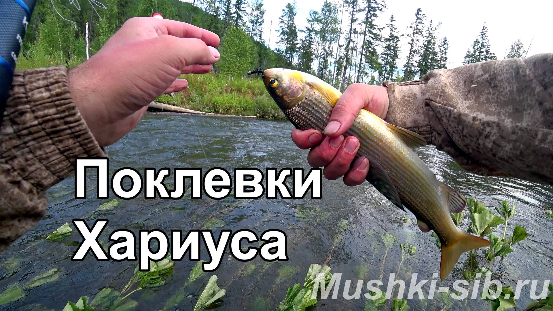 ЧАТЬ-4/ПОКЛЕВКИ КРУПНОГО ХАРИУСА/ТАЁЖНАЯ РЕКА/ПОКЛЕВКИ НАС РАДОВАЛИ /МУШКИ КОТОРЫЕ ЛОВЯТ