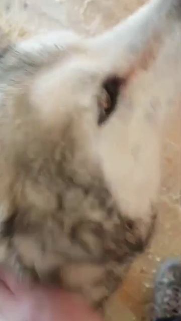 Знакомство с хаски, катание на собачьих упряжках: Экстремальные развлечения Агентства Экстрима АХАА