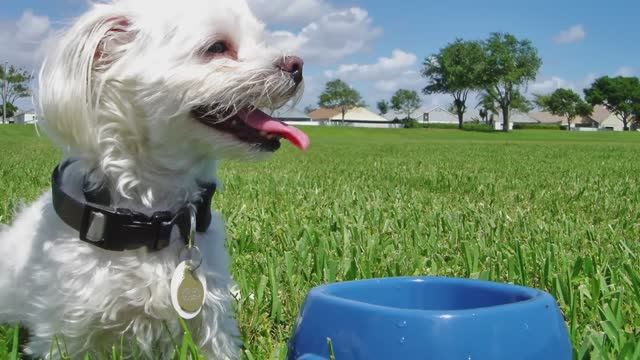 Чем кормить собаку? Советы от Догмамы! 🐕🍽️