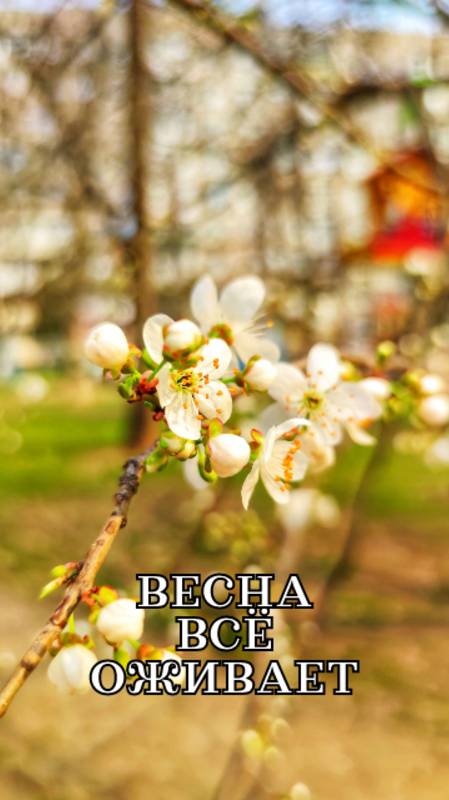 Весна, все расцветает, зеленеет и оживает. Краснодар 2025