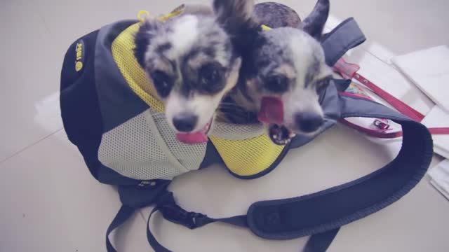 Что взять в поездку с собакой? Советы от Догмамы! 🐕🚗