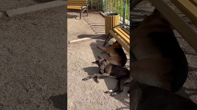 Собачья жизнь в кайф у моря