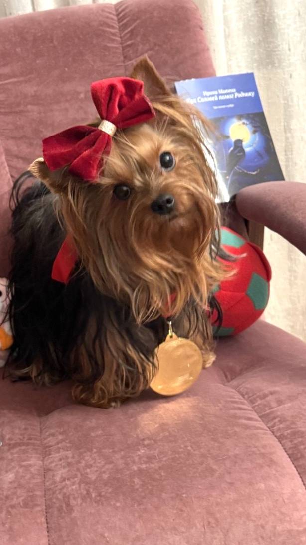 Поющий йорк