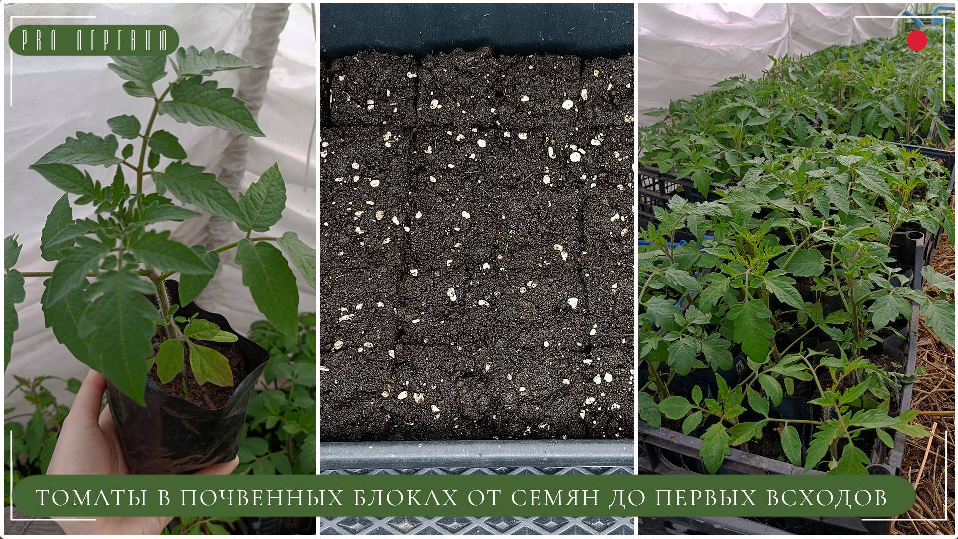 Выращивание томатов в почвенных блоках: от посева до первых всходов #томаты #рассада