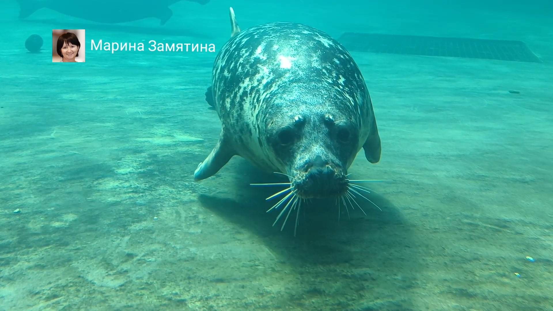 В Московском зоопарке.
