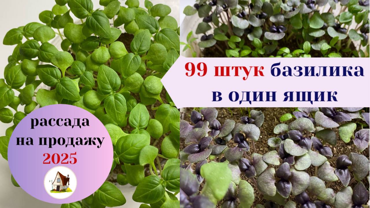 17. Базилик. Пикировка в ящики по 99 штук. Рассада на продажу 2025.