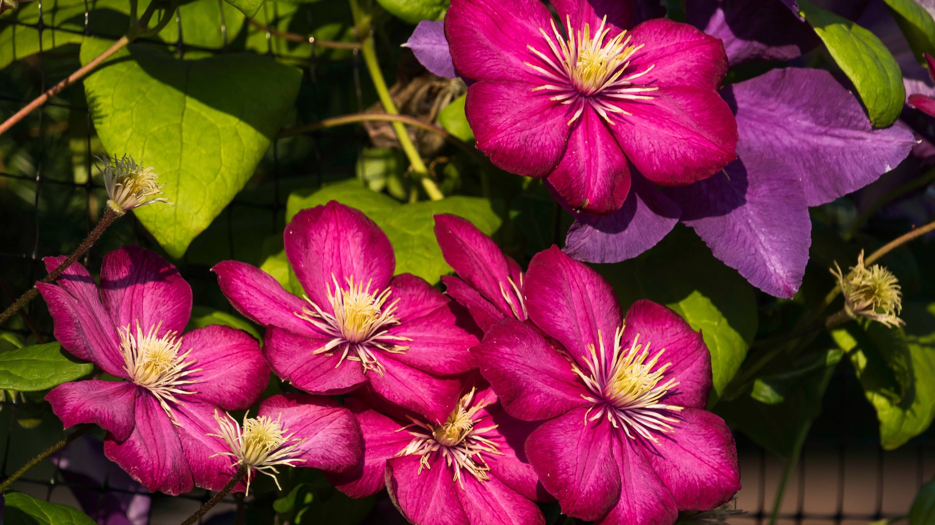 Клематисы Распаковка посылки Поиск Весна 2025