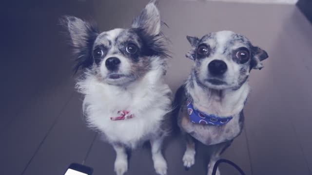 Техника для собак — что нужно знать? 🐕🔧