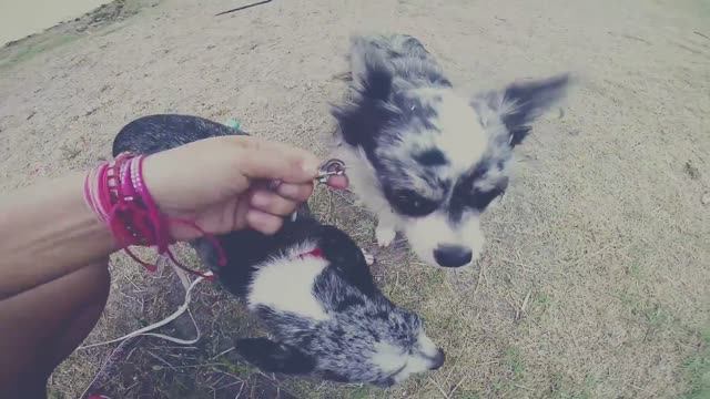 Эпик ВЛОГ: Поездка на поезде и гости | Часть 2 🐕🚂