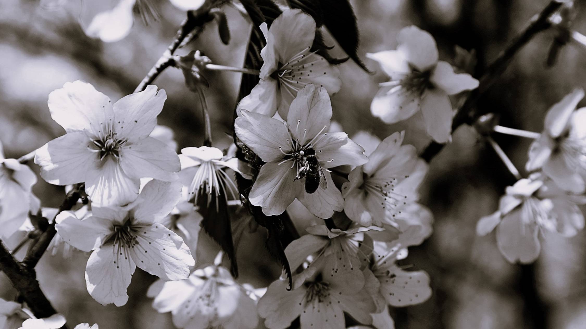 Георгий ВИНОГРАДОВ "Весенний вальс"