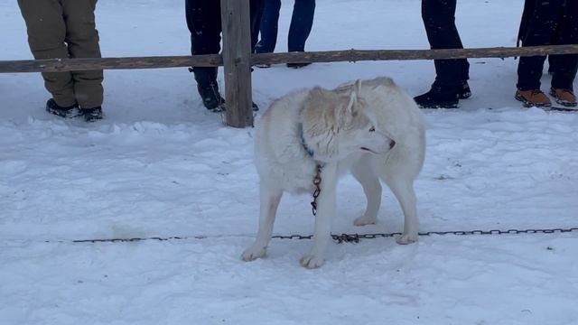 #Хаски в упряжке готовятся к пробегу #.Dogwinter#Сосновк#питомник хаски
