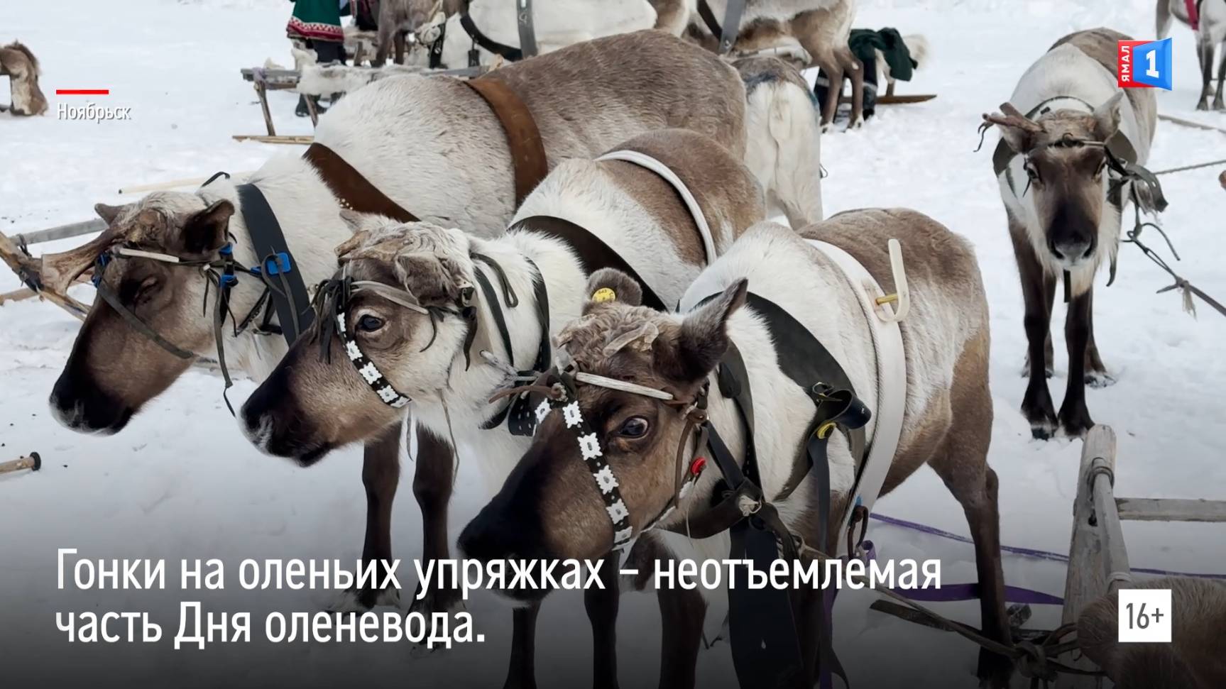 Гонки на оленьих упряжках – неотъемлемая часть Дня оленевода