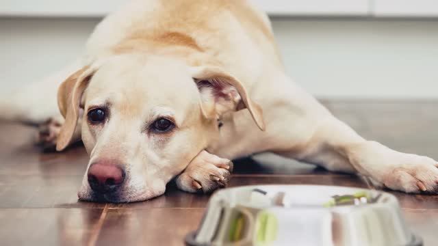 Чем нельзя кормить собаку? Советы от Догмамы! 🐕🚫