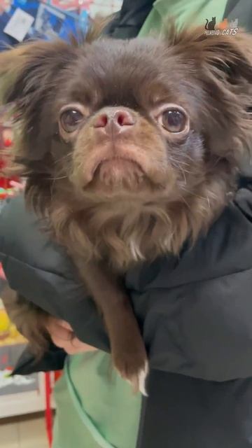 Гости зоомагазина - Любознательный и боязливый Тобби