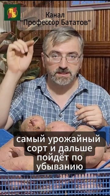 Бататокоп 2024. Рейтинг сортов