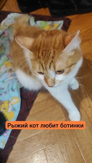 Рыжий кот любит ботинки🐱❤🐱