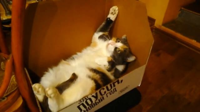 Кошка опустошила коробку виски