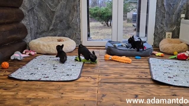 Щенки чихуахуа. Дионис, Дамалла и Дарси.
#чихуахуа #щенкичихуахуа #питомникчихуахуа