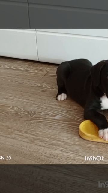 54 Почему щенки грызут вещи?