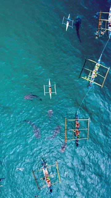 Прогулка с китовыми акулами на Себу, Филиппины 🦈🇵🇭