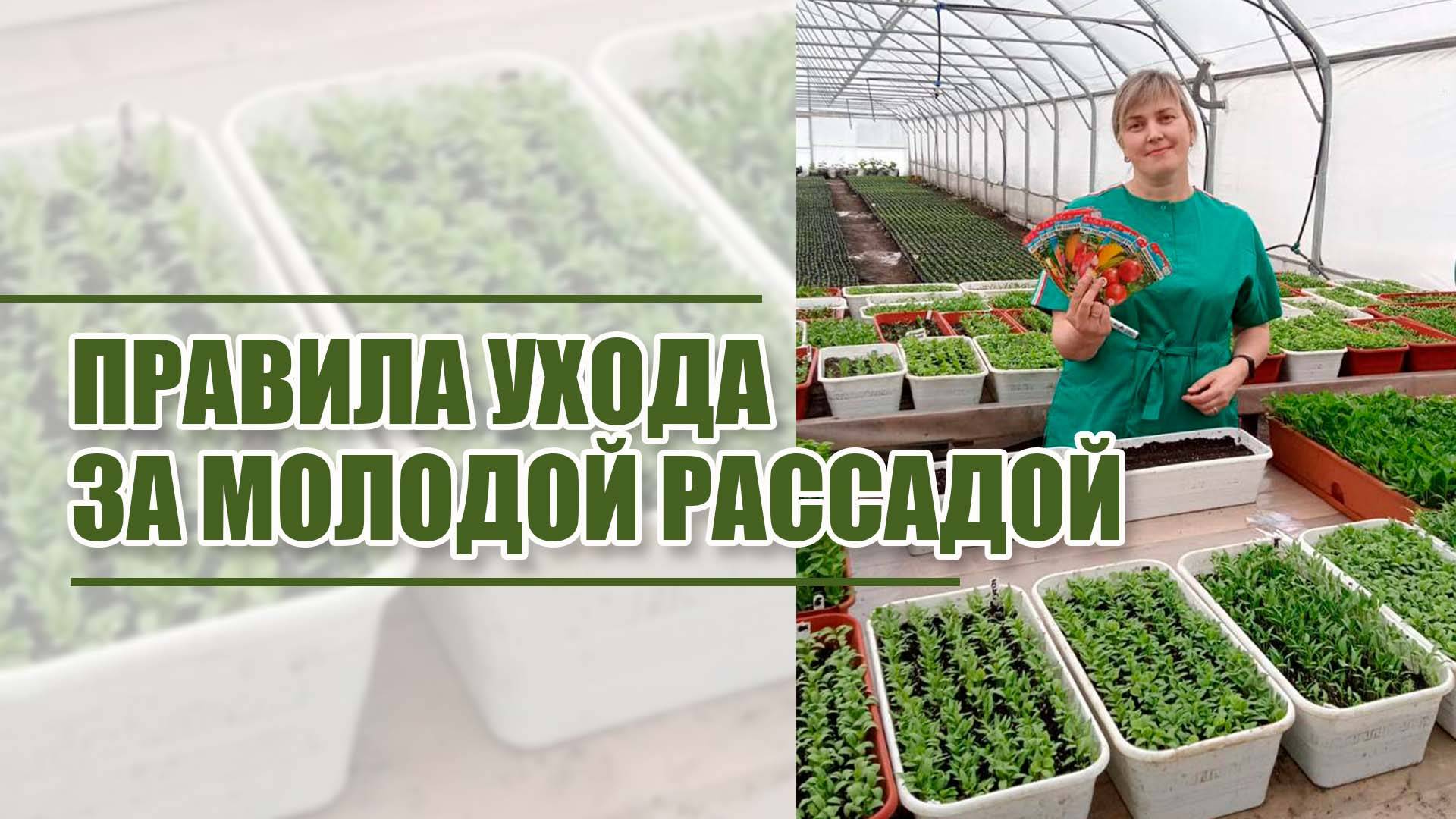 ПРАВИЛА УХОДА ЗА МОЛОДОЙ РАССАДОЙ