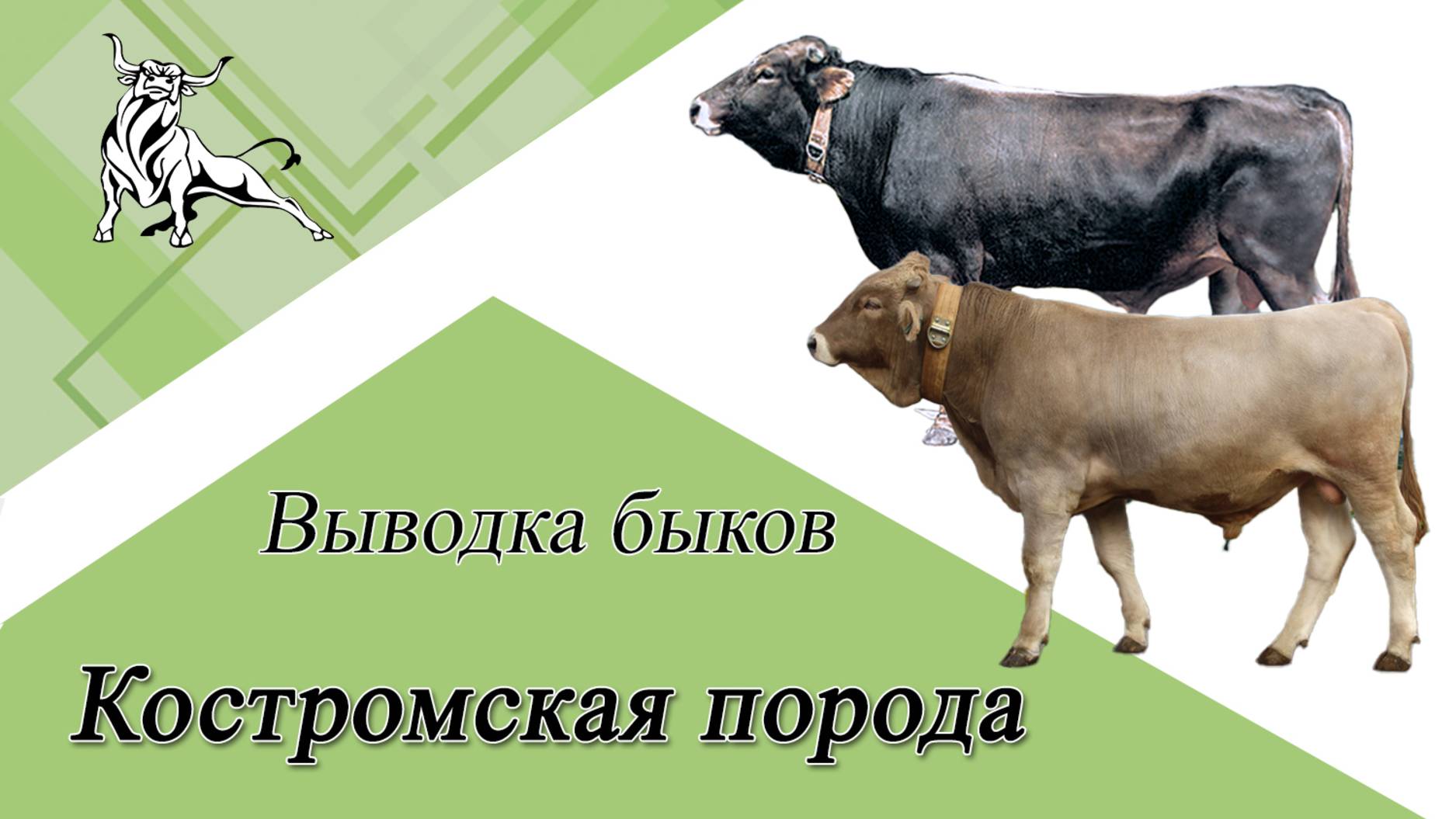 Выводка быков. Костромская порода