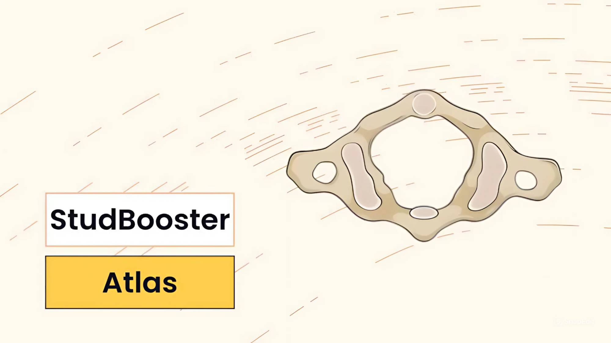 Anatomy of the first cervical vertebra - Atlas