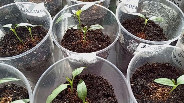 ПРОГУЛКА ПО ПОДОКОННИКУ 17.03.25г