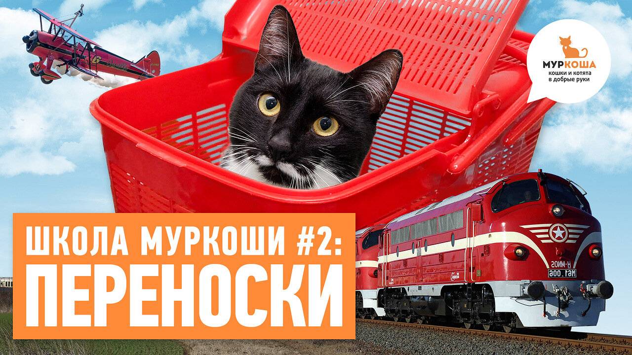 Школа Муркоши #2. Какие бывают переноски для кошек?