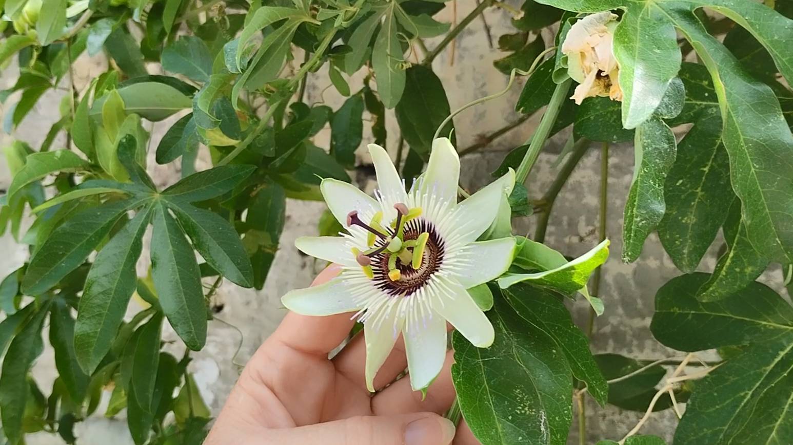 Хороший день