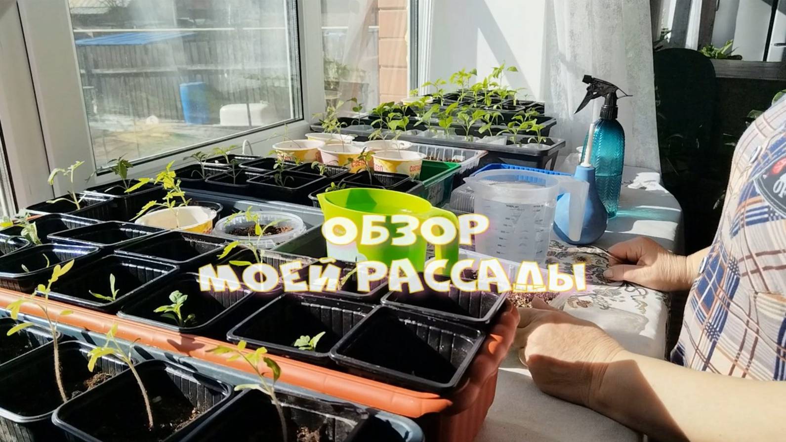 Обзор моей рассады на подоконнике.2025 г