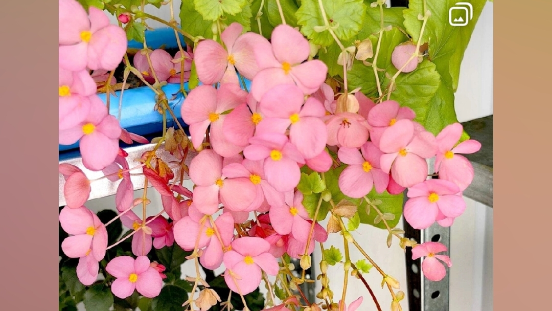 Бегония Глуар де Лоррен розовая