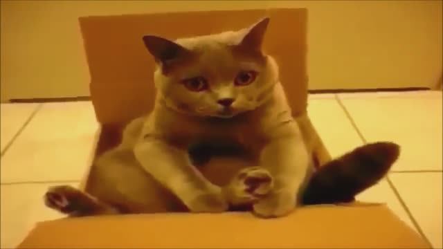 ПРОПАЛ КОТ (муз. Л.Горцуевой на стихи А.Гринюк)