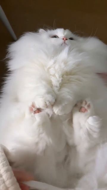 В интернете набрало популярность злое облако. Видимо, грозовое