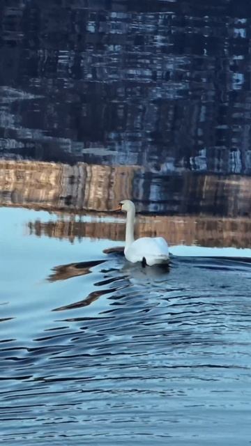 Лебедь-шипун перезимовал на Телецком озере
