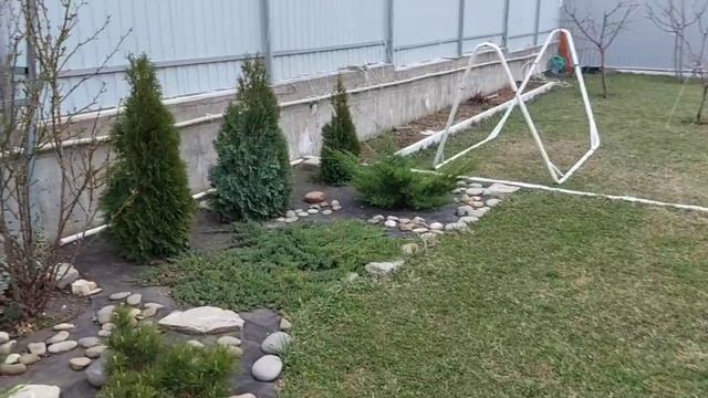 Лечим туи после зимы. Наши хвойные растения.