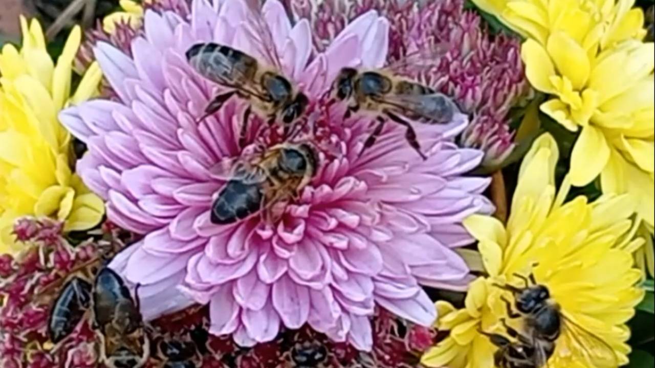 Пчёлы на цветах и звуки природы