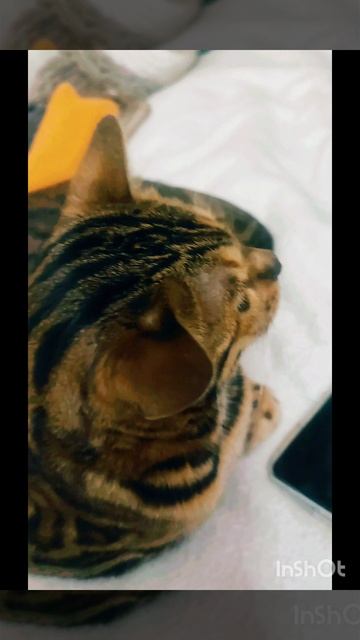 Джесси караулит подарки❤🎂❤