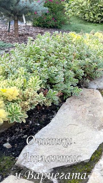 Очитки Атлантис и Вариегата в саду