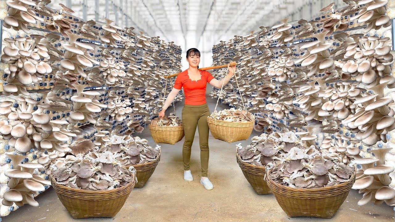 Неугомонная Работяга из Вьетнама. Собирает вешенки на ферме. Везет на сельский рынок для продажи.