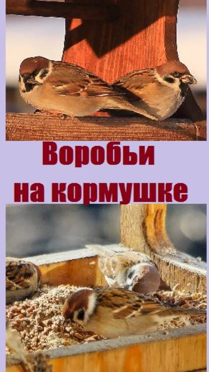 Воробьи в марте