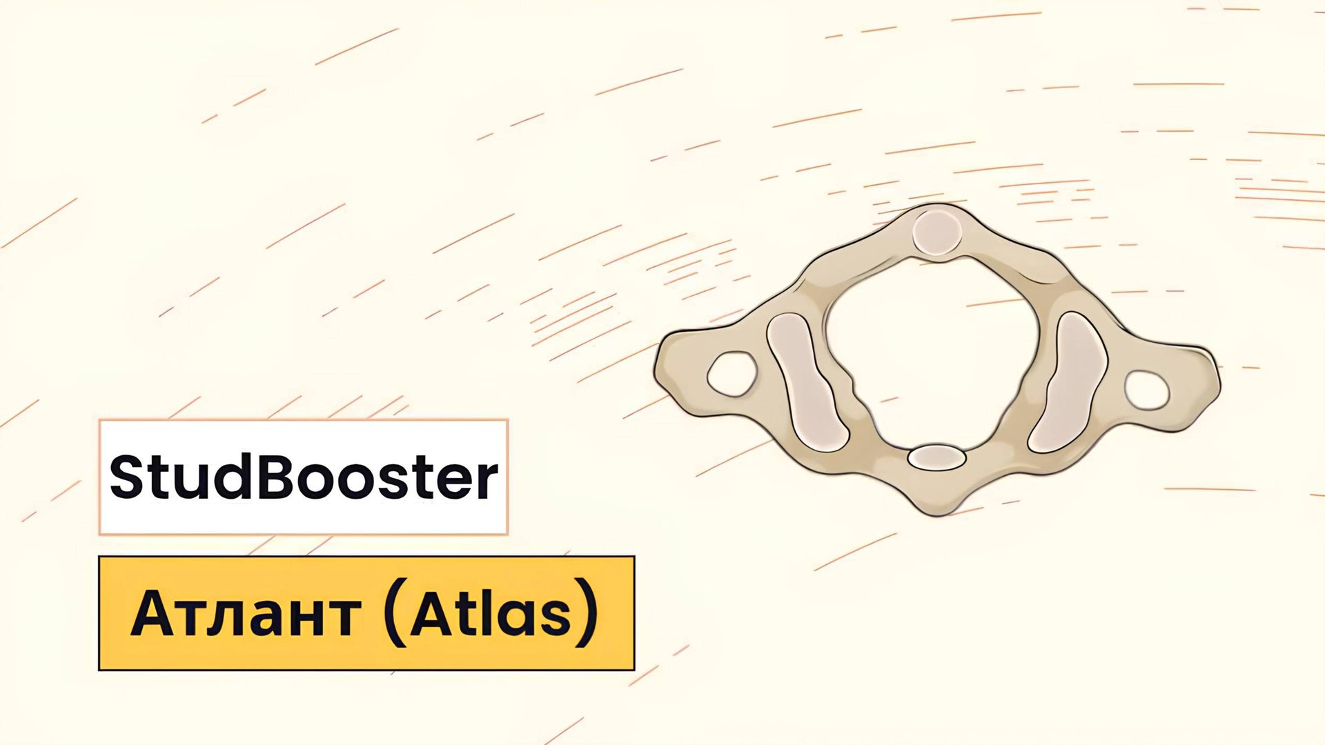 Анатомия первого шейного позвонка - Атланта (Atlas)