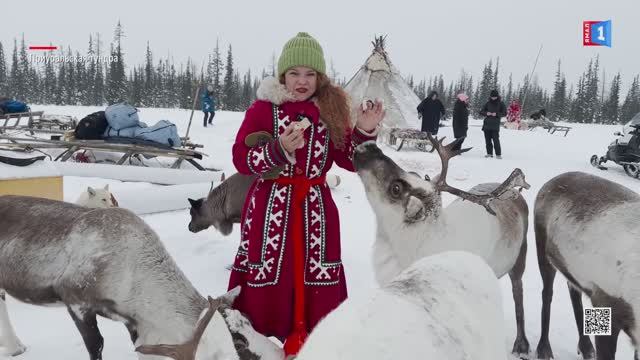 Коротко о том, как олени встречали нашу съёмочную группу